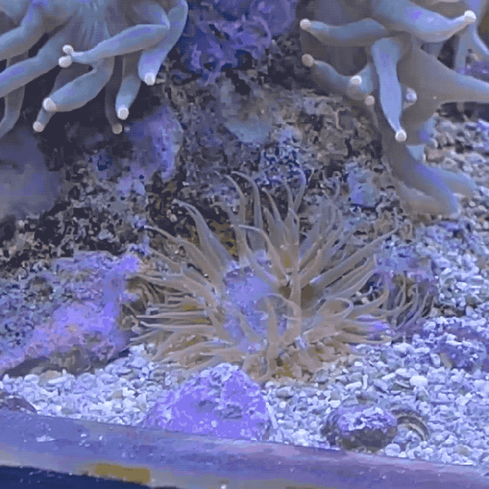 Majano Anemone