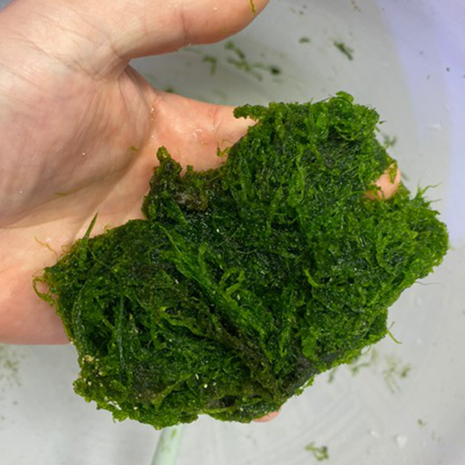 IceCap PRO Internal Turf Scrubber | CoralVue